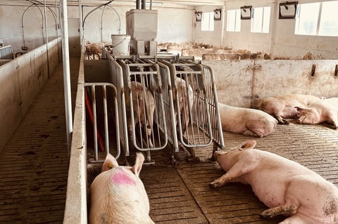 FREEDA Solutions ESF Walk In