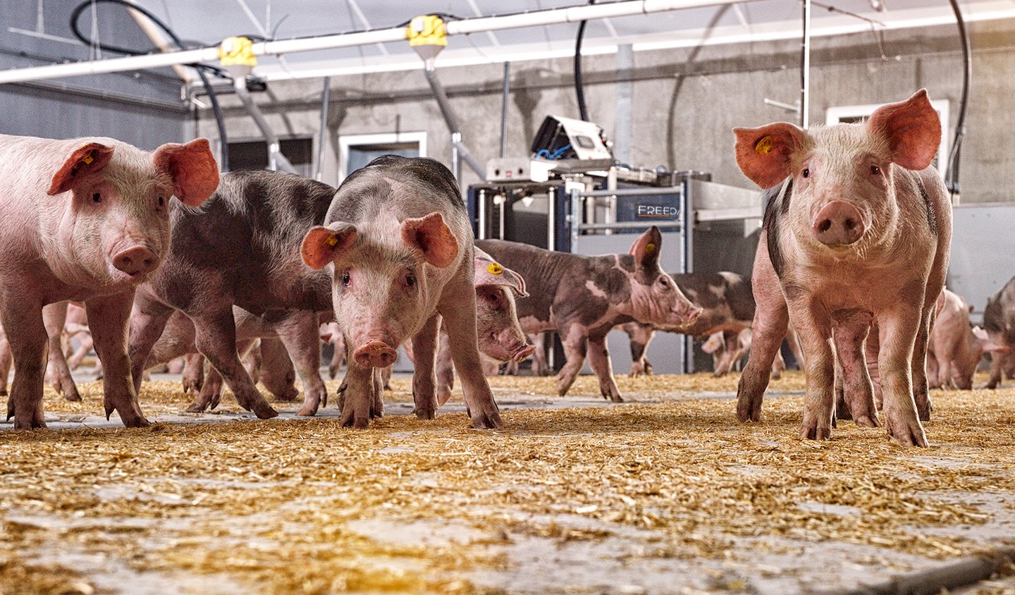 FREEDA Solutions ESF Walk In